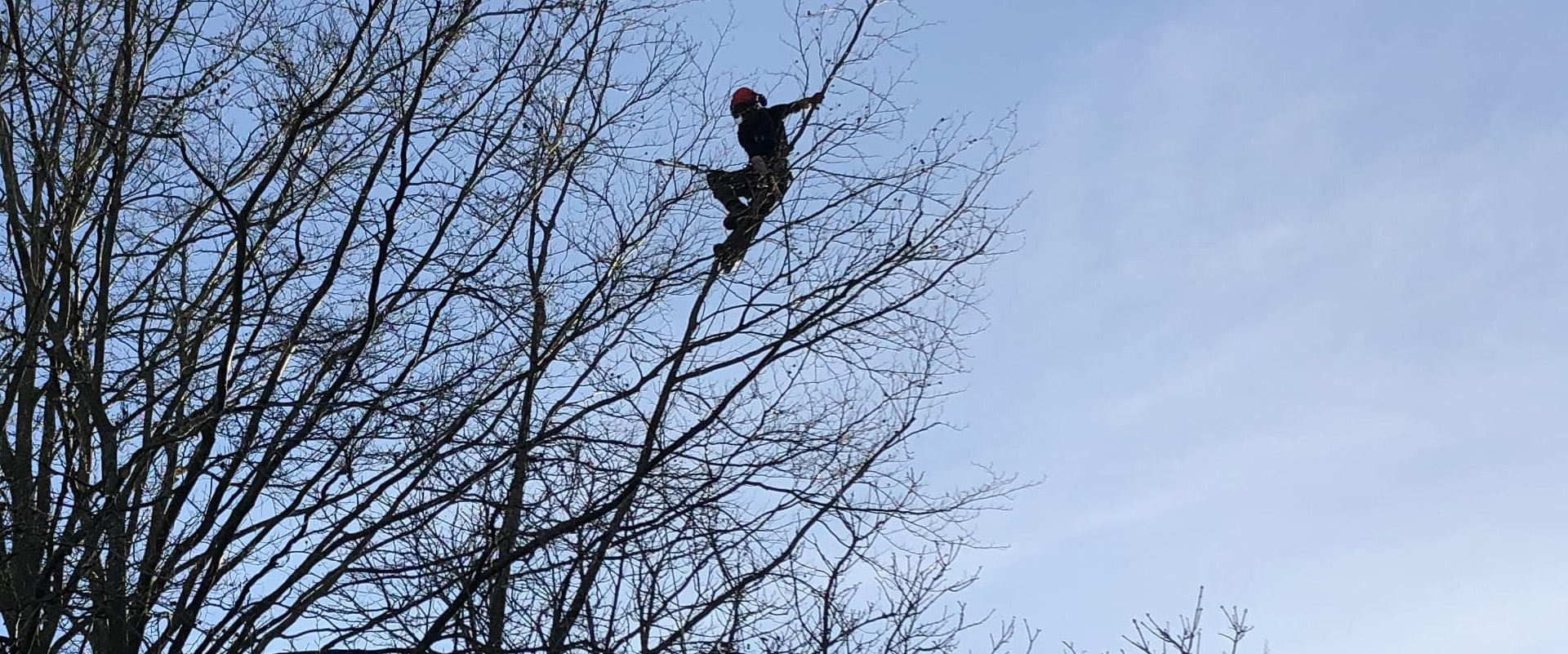 Canopy Reduction - Thames Valley Tree Care